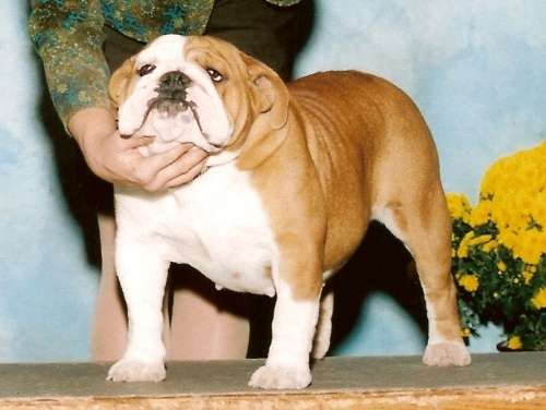 Bulldog Puppies For Sale