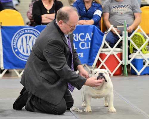 Bulldog Studs - Top Bulldog Stud Dog Club
