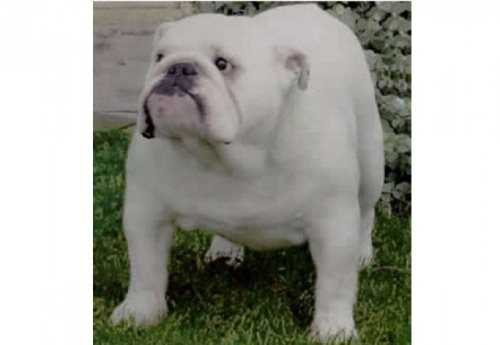 Bulldog Litter Announcements