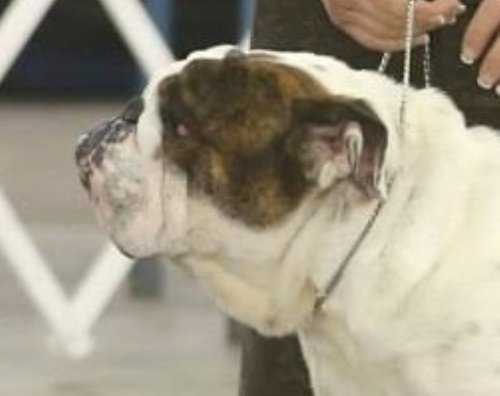 Bullpaws Zeus (Can) (Bulldog)