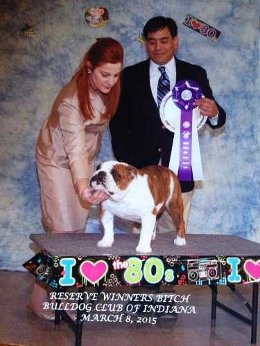 Bullpaws Zeus (Can) (Bulldog)