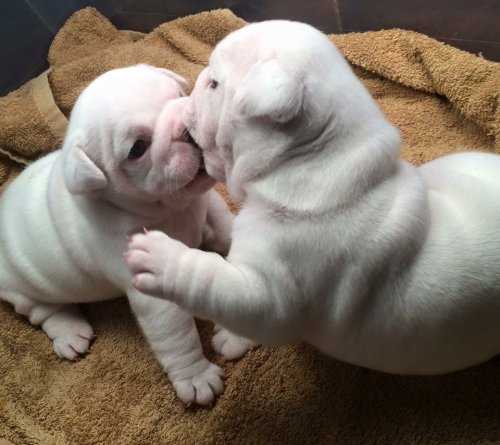 Bullpaws Zeus (Can) (Bulldog)