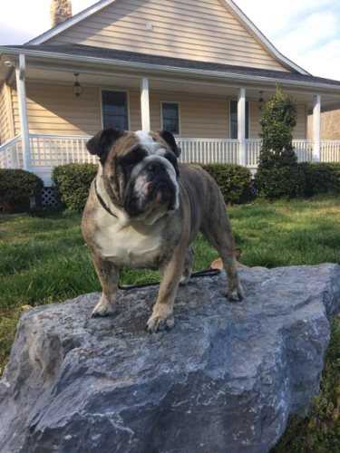 Bullpaws Zeus (Can) (Bulldog)