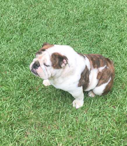 Bullpaws Zeus (Can) (Bulldog)