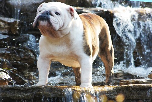 Bulldog Studs - Top Bulldog Stud Dog Club