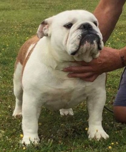 Bulldog Studs - Top Bulldog Stud Dog Club