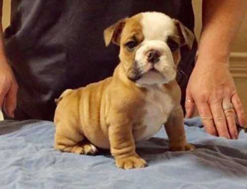 Bulldog Puppies For Sale