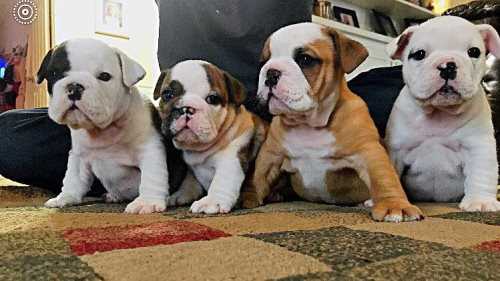 Bulldog Litter Announcements