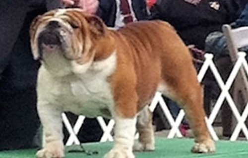 Bulldog Studs - Top Bulldog Stud Dog Club